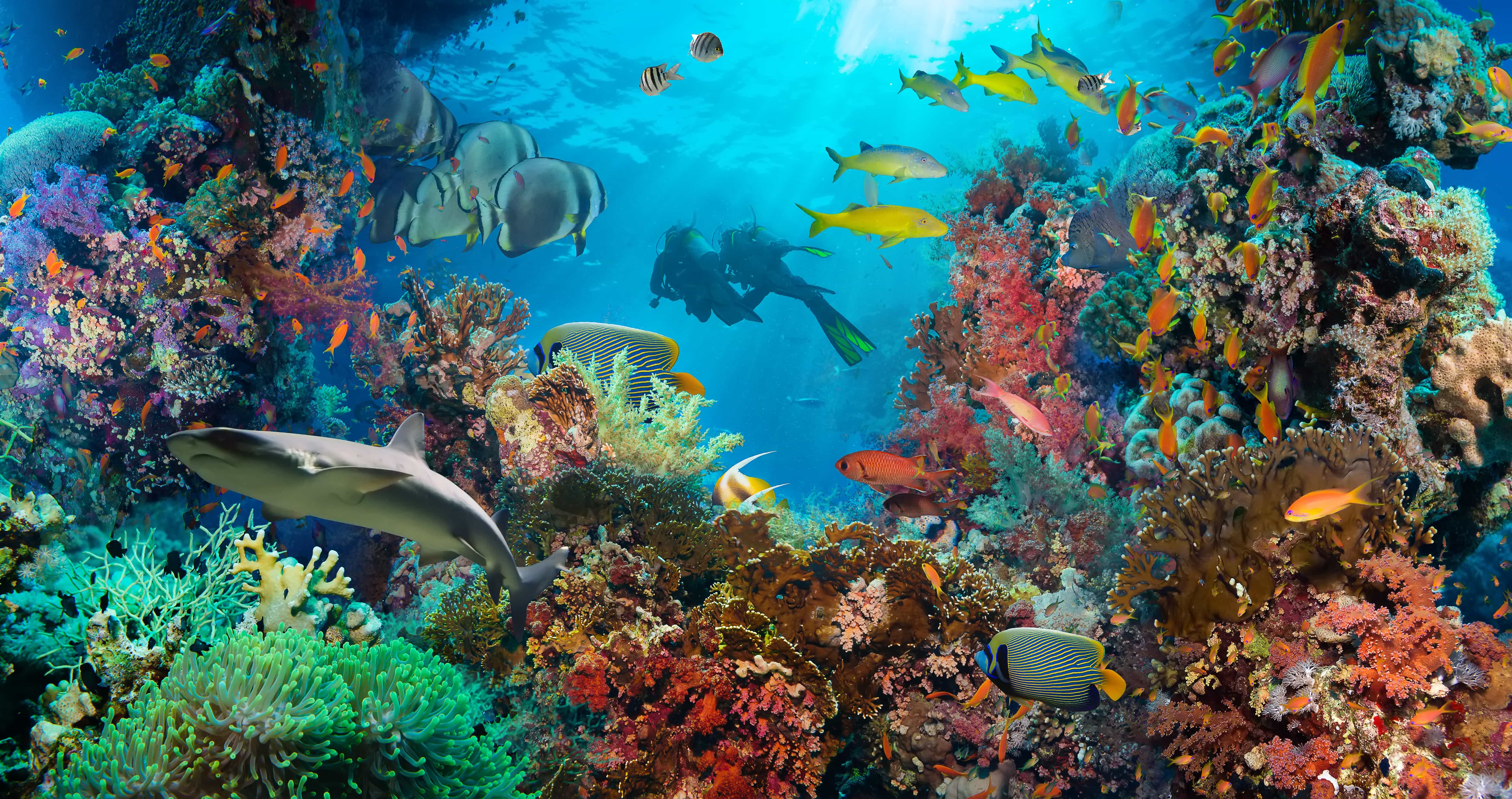 Explore the Best Diving Spots on a Luxury Yacht | OceanScapeYachts